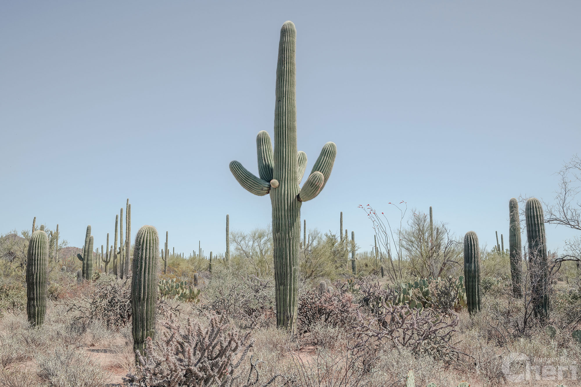 Eternal Desert Witness: Saguaro National Park - Images By Cheri Alguire